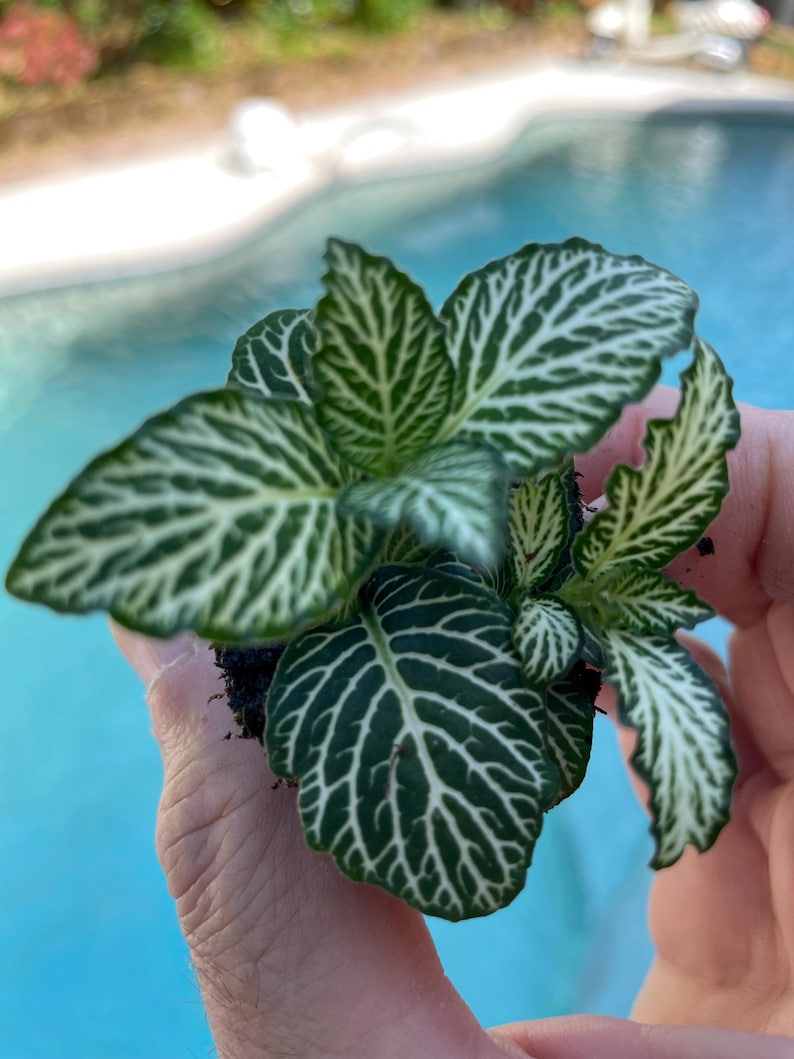 Fittonia Tiger (nerve Plant) Starter Plant **ALL Starter Plants Require ...