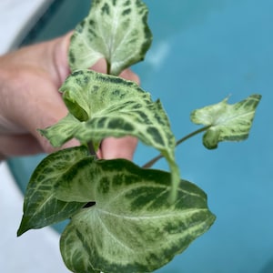 Syngonium Batik Starter Plant: Green and Cream Arrowhead Leaves **ALL ...