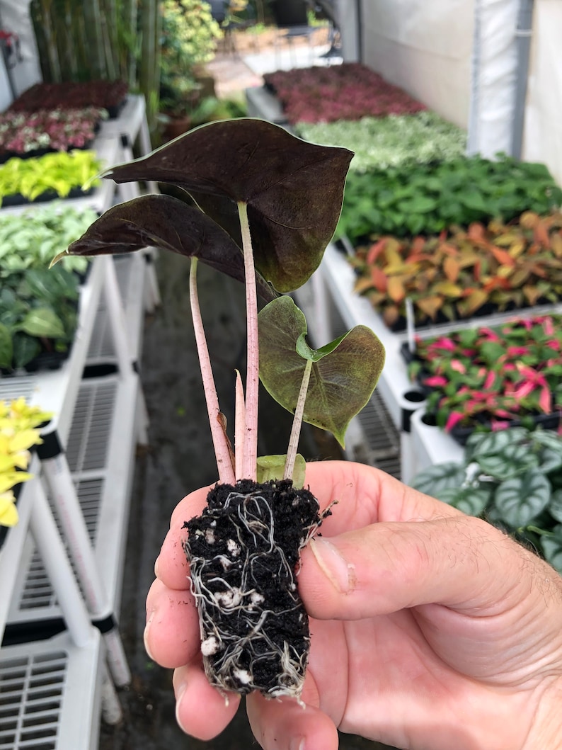 Alocasia Pink Princess Starter Plant ALL STARTER PLANTS - Etsy