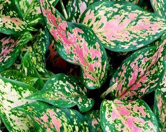 Aglaonema Red Stardust Starter Plant (ALL STARTER PLANTS Require You to ...