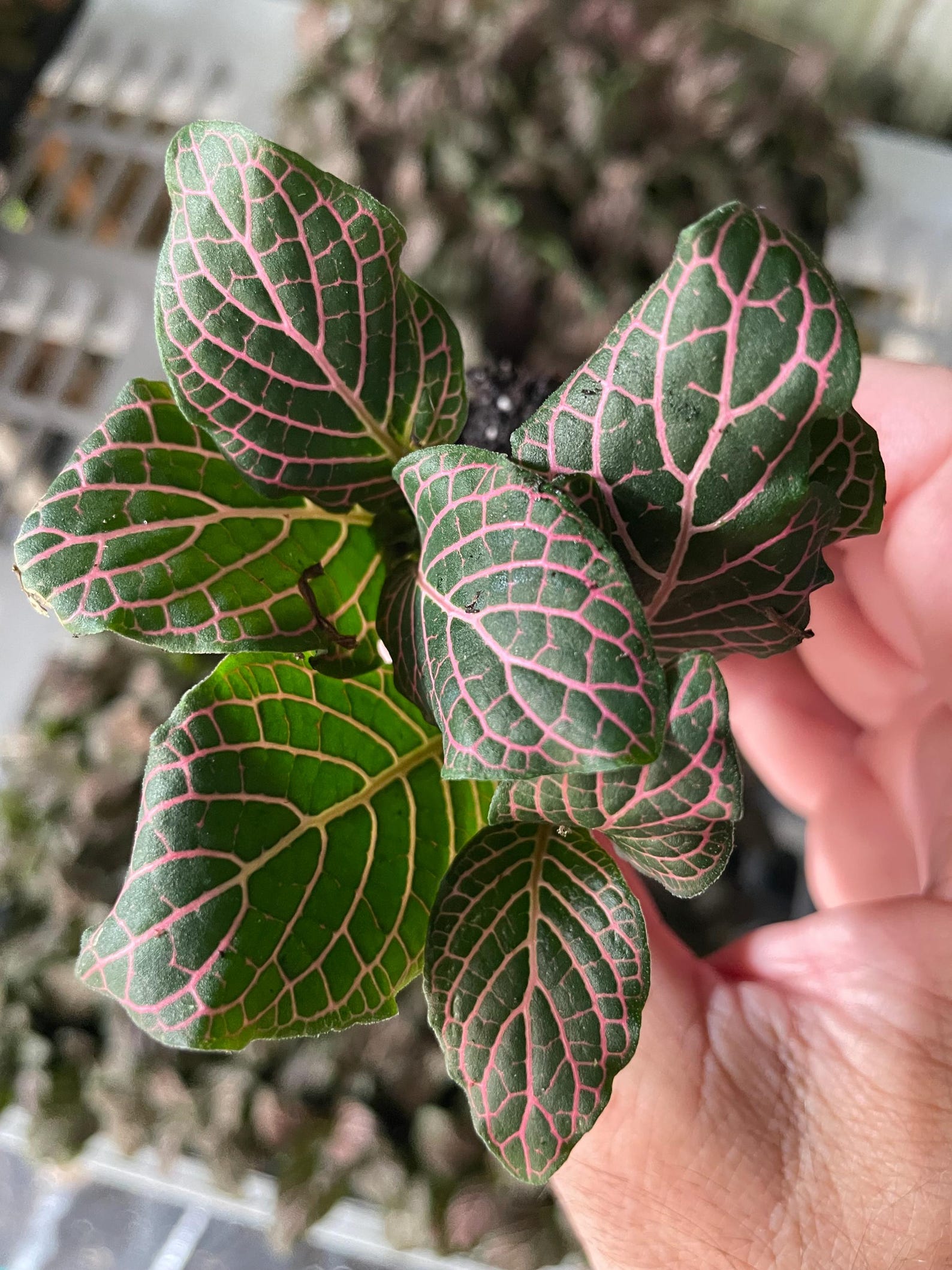 Fittonia Pink (nerve Plant) Starter Plant **ALL Starter Plants Require ...