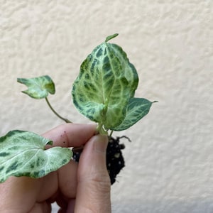 Syngonium Batik Starter Plant: Green and Cream Arrowhead Leaves **ALL ...