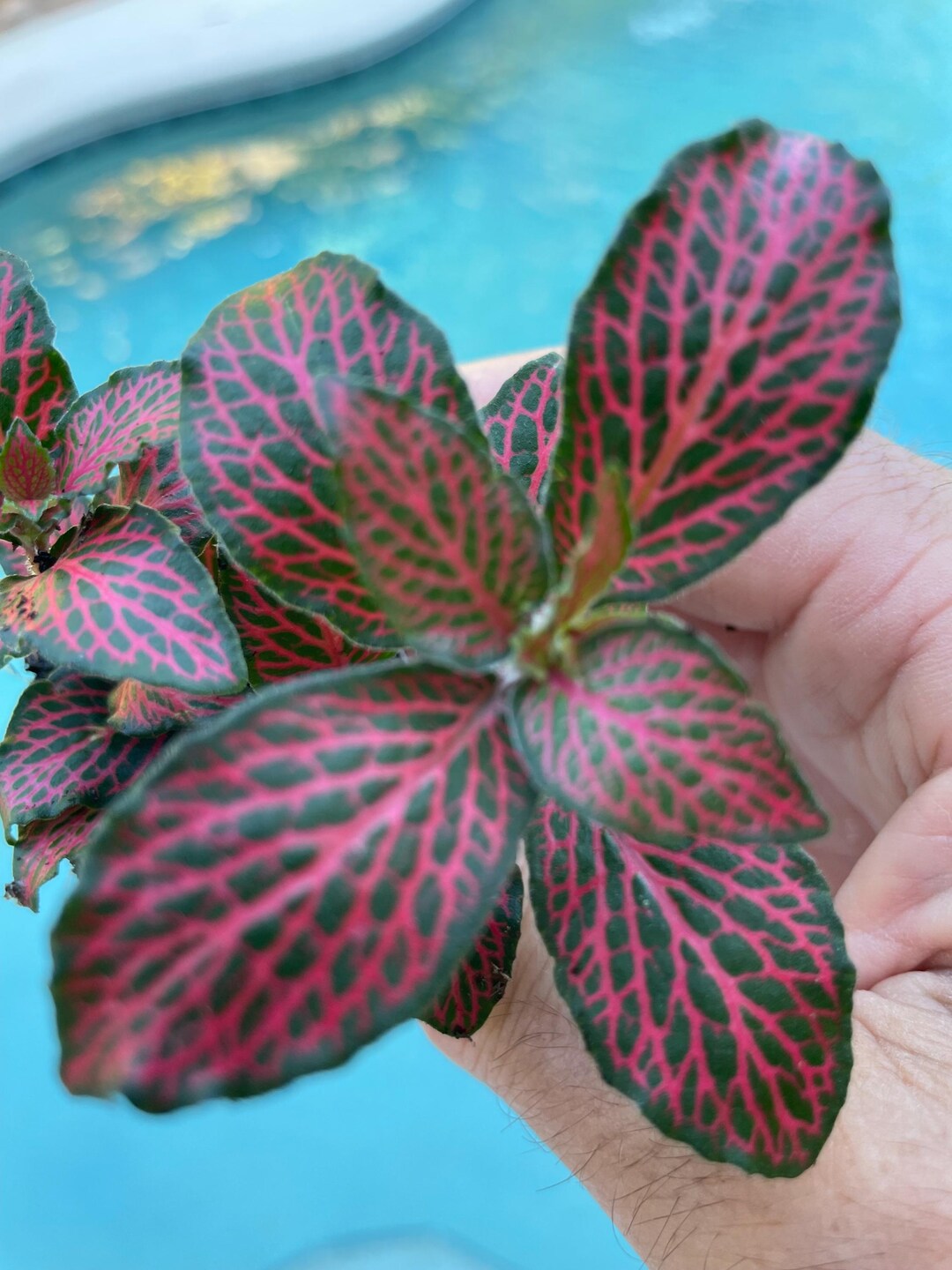 Fittonia Fire Tail (nerve Plant) Starter Plant **ALL Starter Plants ...