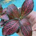 Fittonia Fire Tail (nerve Plant) Starter Plant **ALL Starter Plants ...