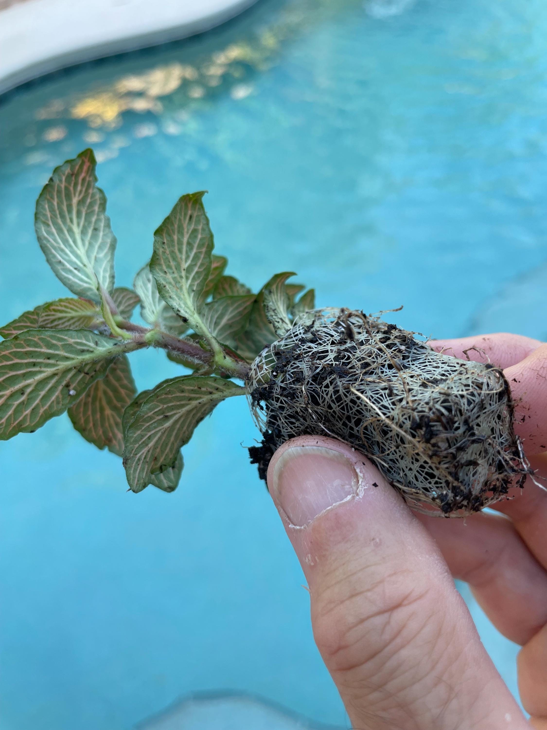Fittonia Fire Tail (nerve Plant) Starter Plant **ALL Starter Plants ...