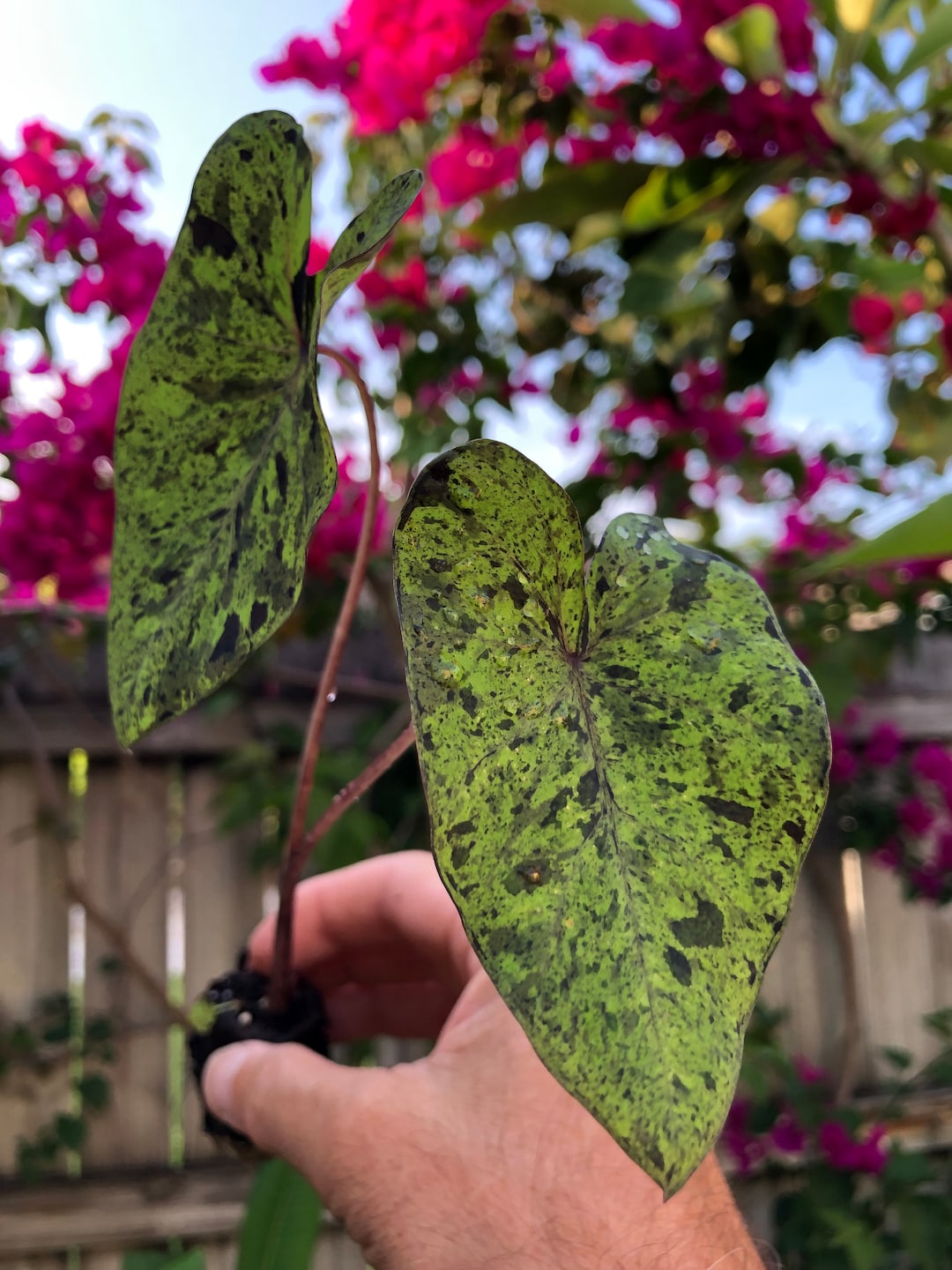 Colocasia “mojito” Esculenta Elephant Ear Starter Plant. **ALL Starter ...