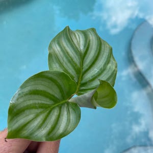Calathea Orbifolia Starter Plant: Round Foliage Tropical Plant (***all ...