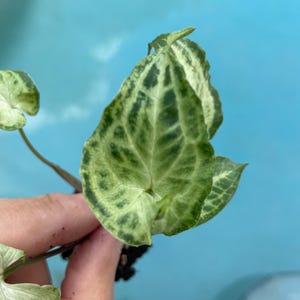 Syngonium Batik Starter Plant: Green and Cream Arrowhead Leaves **ALL ...