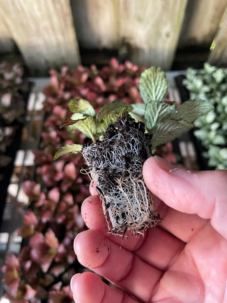 Fittonia Fire Tail (nerve Plant) Starter Plant **ALL Starter Plants ...