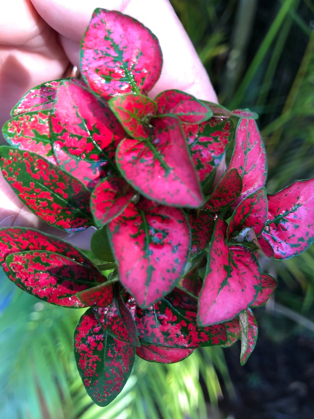 Hypoestes RED Starter Plant (polka Dot Plant) **ALL Starter Plants ...