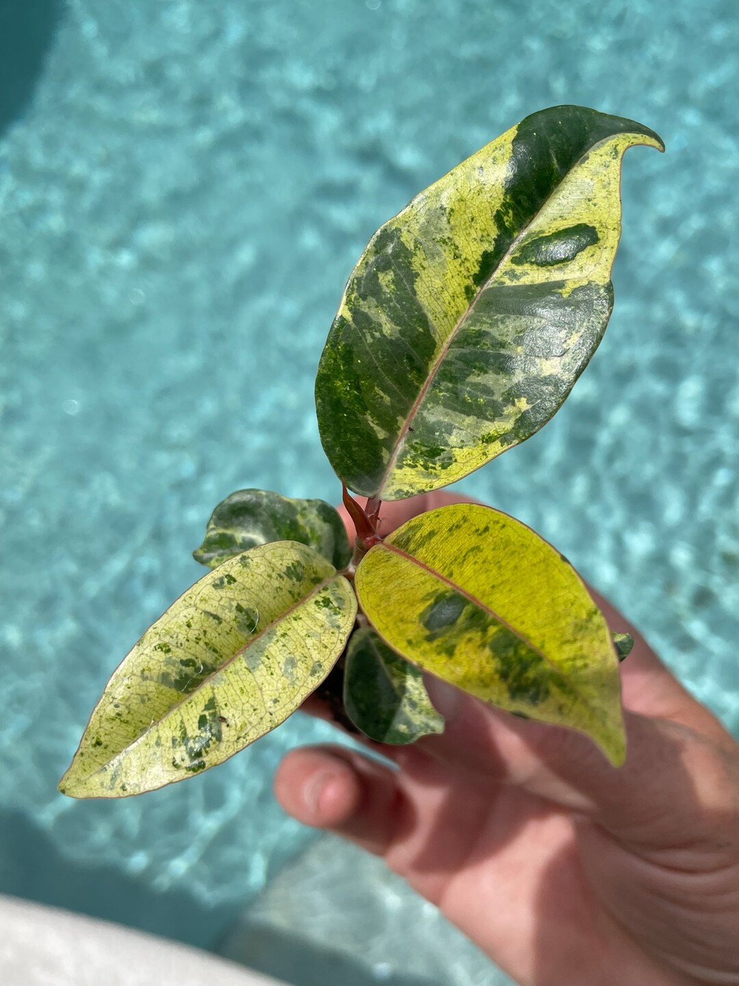 Ficus Moonshine Shivereana Starter Plant **ALL Starter Plants Require ...