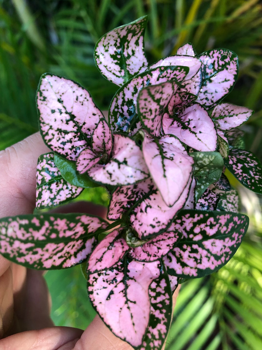 Hypoestes PINK Starter Plant (polka Dot Plant) **ALL Starter Plants ...