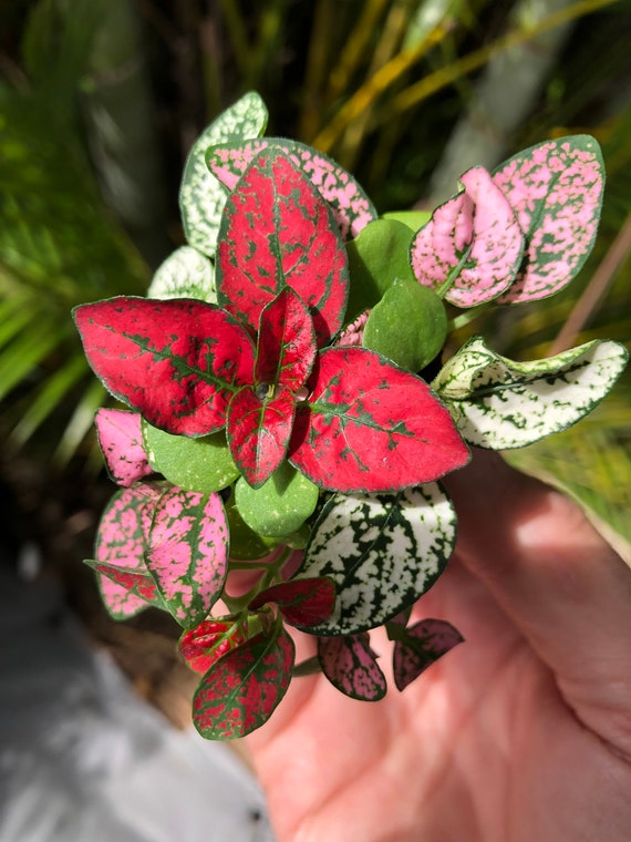 Hypoestes Mix Starter Plant polka Dot Plant ALL Starter | Etsy