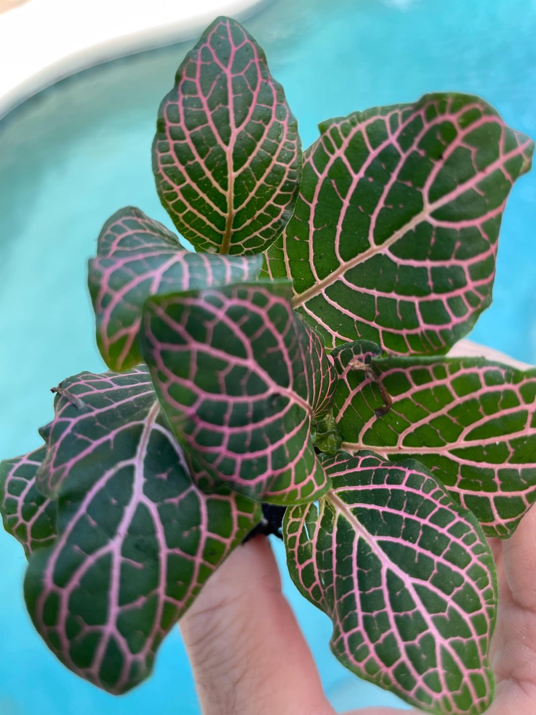 Fittonia Pink (nerve Plant) Starter Plant **ALL Starter Plants Require ...