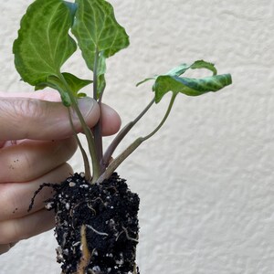Syngonium Batik Starter Plant: Green and Cream Arrowhead Leaves **ALL ...