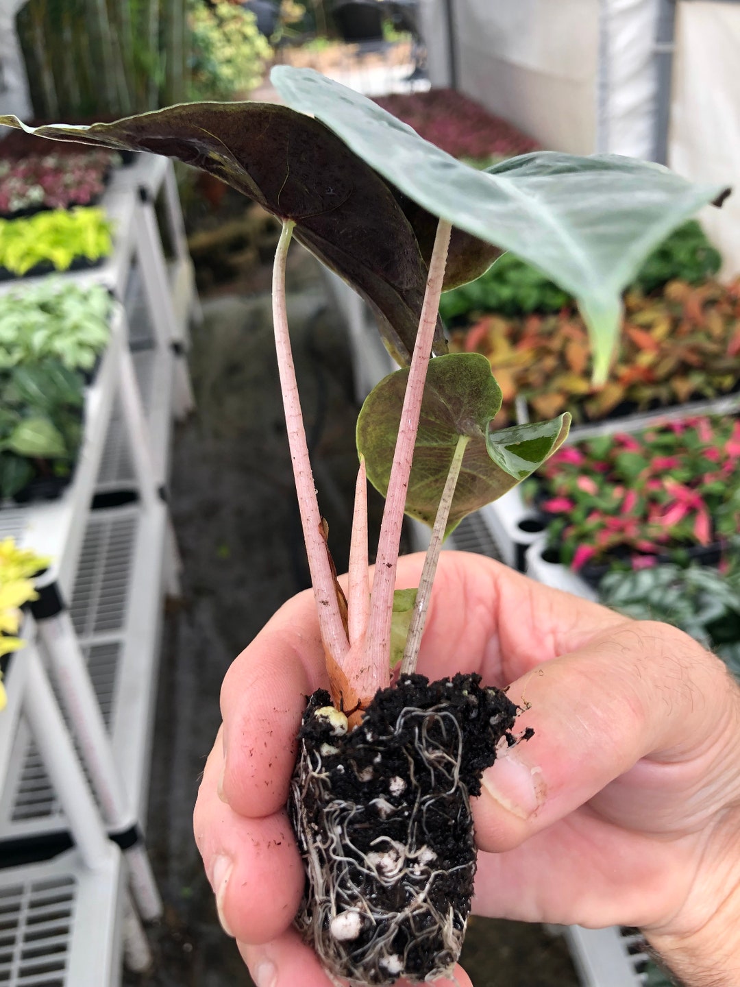 Alocasia Pink Princess Starter Plant ALL STARTER PLANTS - Etsy