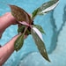 Philodendron Pink Princess PPP **(ALL Starter Plants Require You to ...