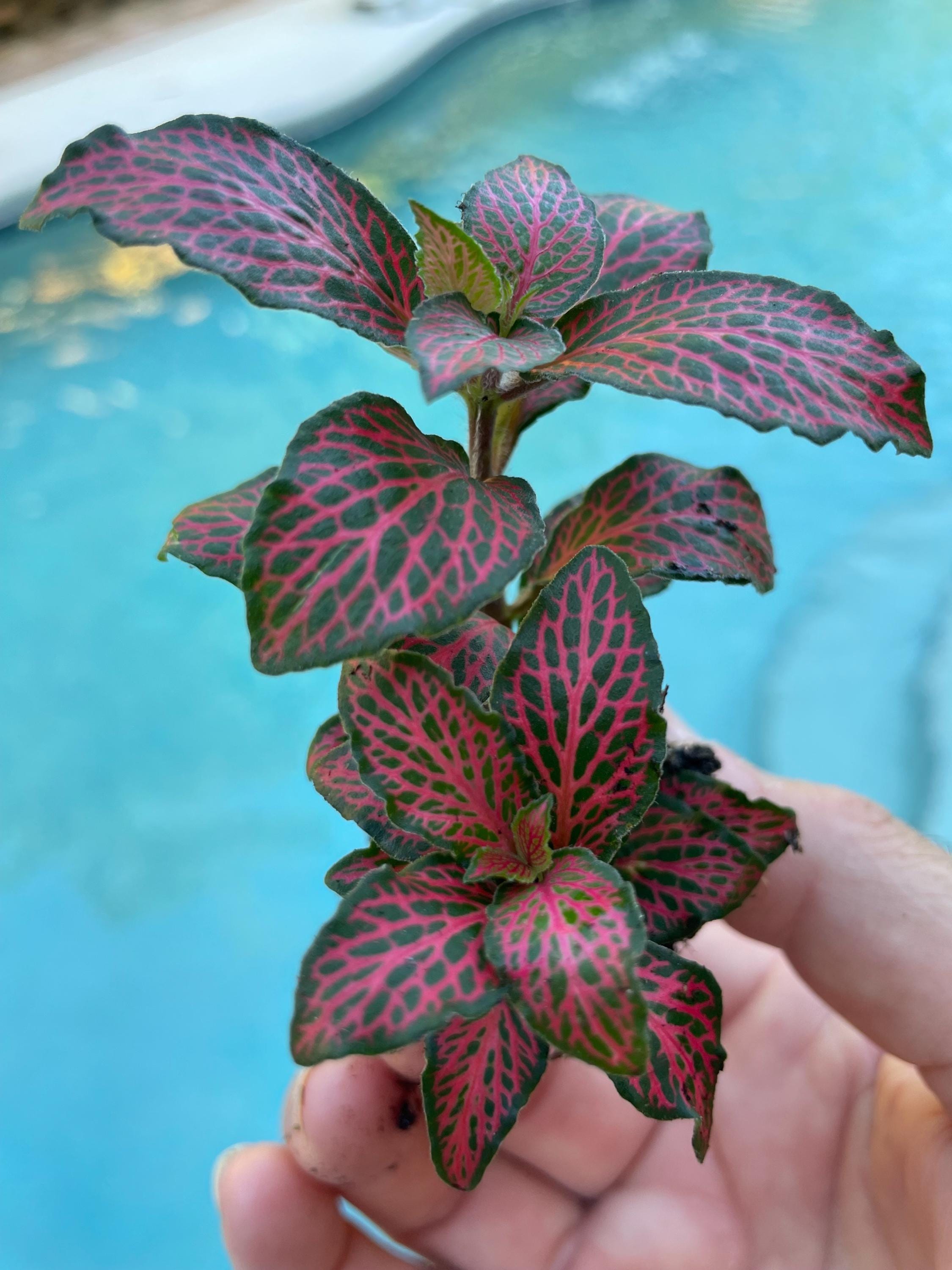 Fittonia Fire Tail (nerve Plant) Starter Plant **ALL Starter Plants ...