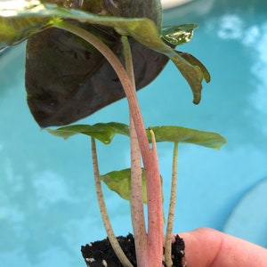 Alocasia Pink Princess Starter Plant (ALL STARTER PLANTS Require You to ...