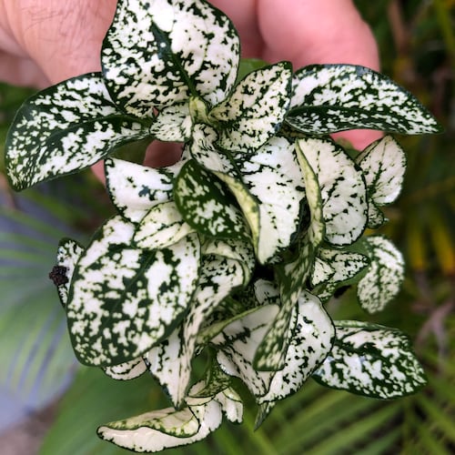 Hypoestes RED Starter Plant polka Dot Plant ALL Starter - Etsy