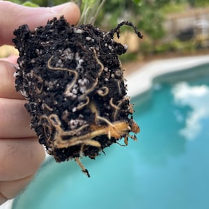 Syngonium Batik Starter Plant: Green and Cream Arrowhead Leaves **ALL ...