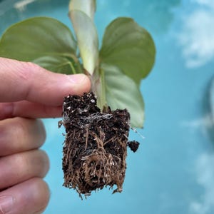 Calathea Orbifolia Starter Plant: Round Foliage Tropical Plant (***all ...