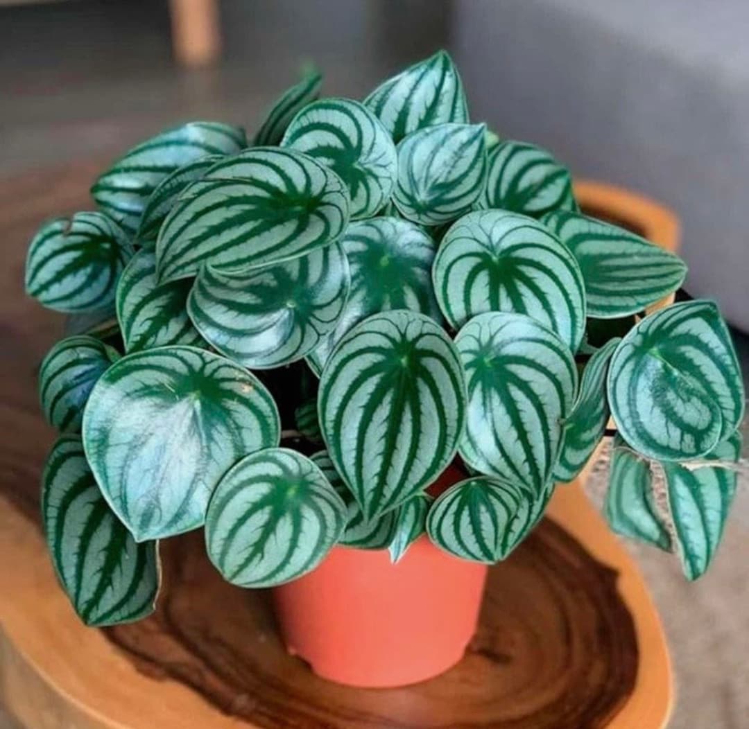 Peperomia Watermelon Starter Plant **(ALL Starter Plants Require You to ...