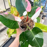 Pink Princess Symphony Caladium Live Bulb, Starter Plant for Spring ...