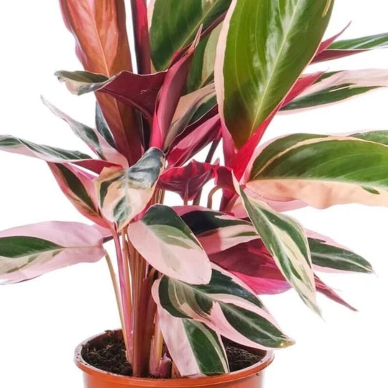 Calathea - Etsy