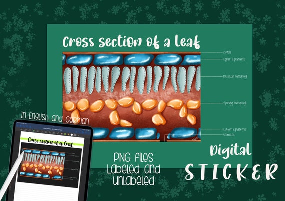 Leaf Cross Section Unlabeled