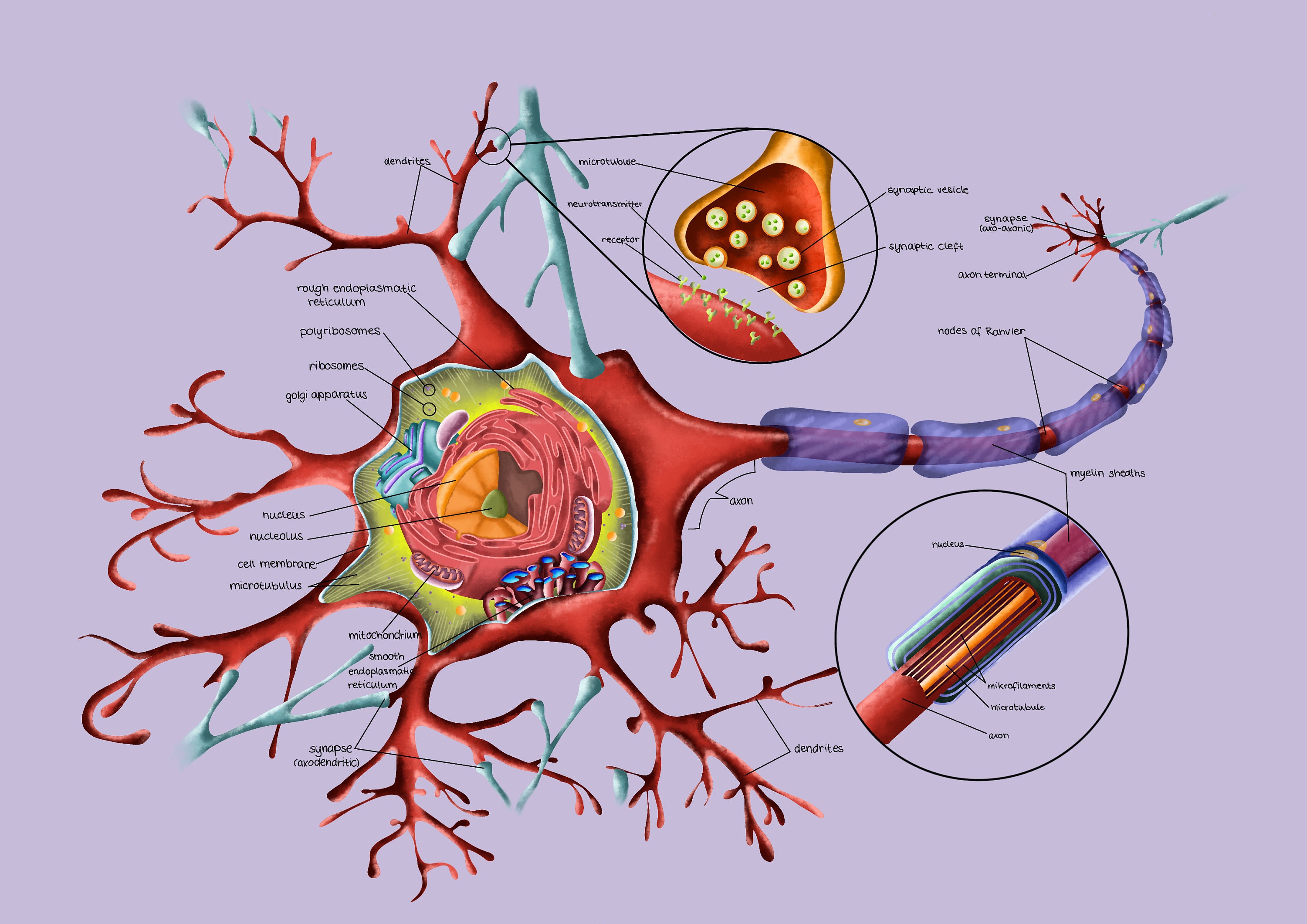 Nerve Cell Digital Sticker | Biology | Digital Notes | Goodnotes ...