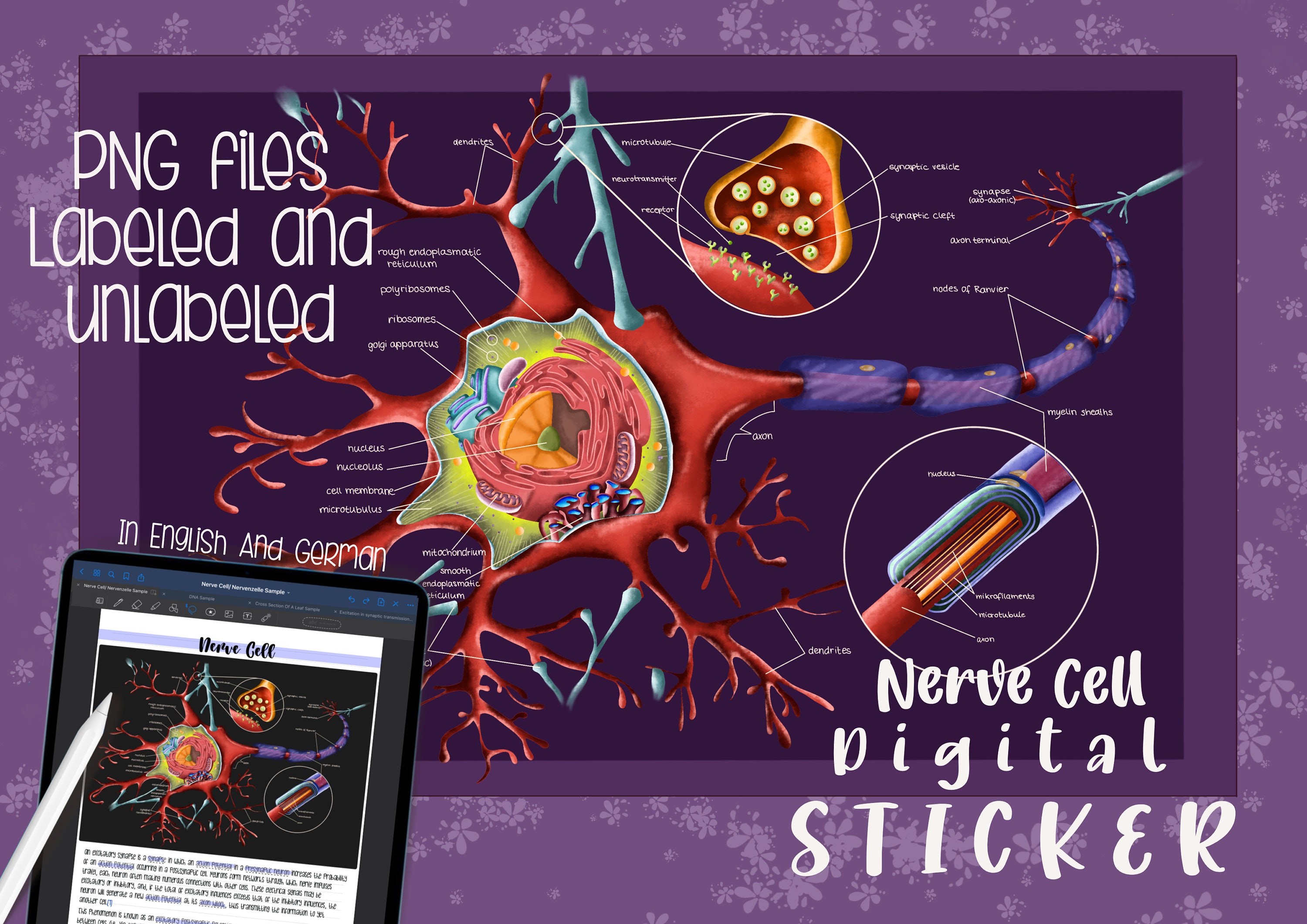 Nerve Cell Digital Sticker | Biology | Digital Notes | Goodnotes ...