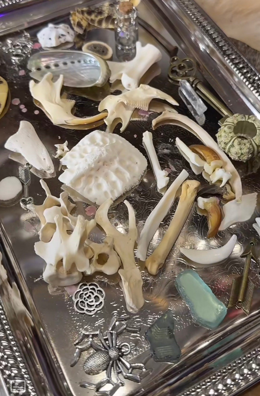 Osteomancy Bone Throwing Set With Over 25 Pieces - Etsy