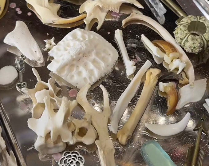 Osteomancy Bone Throwing Set With Over 25 Pieces - Etsy