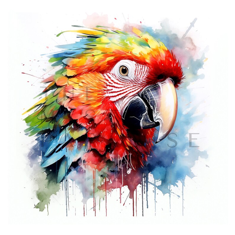 Colorful Parrot Clipart, Set of 10 JPG High Quality Watercolor Clipart ...