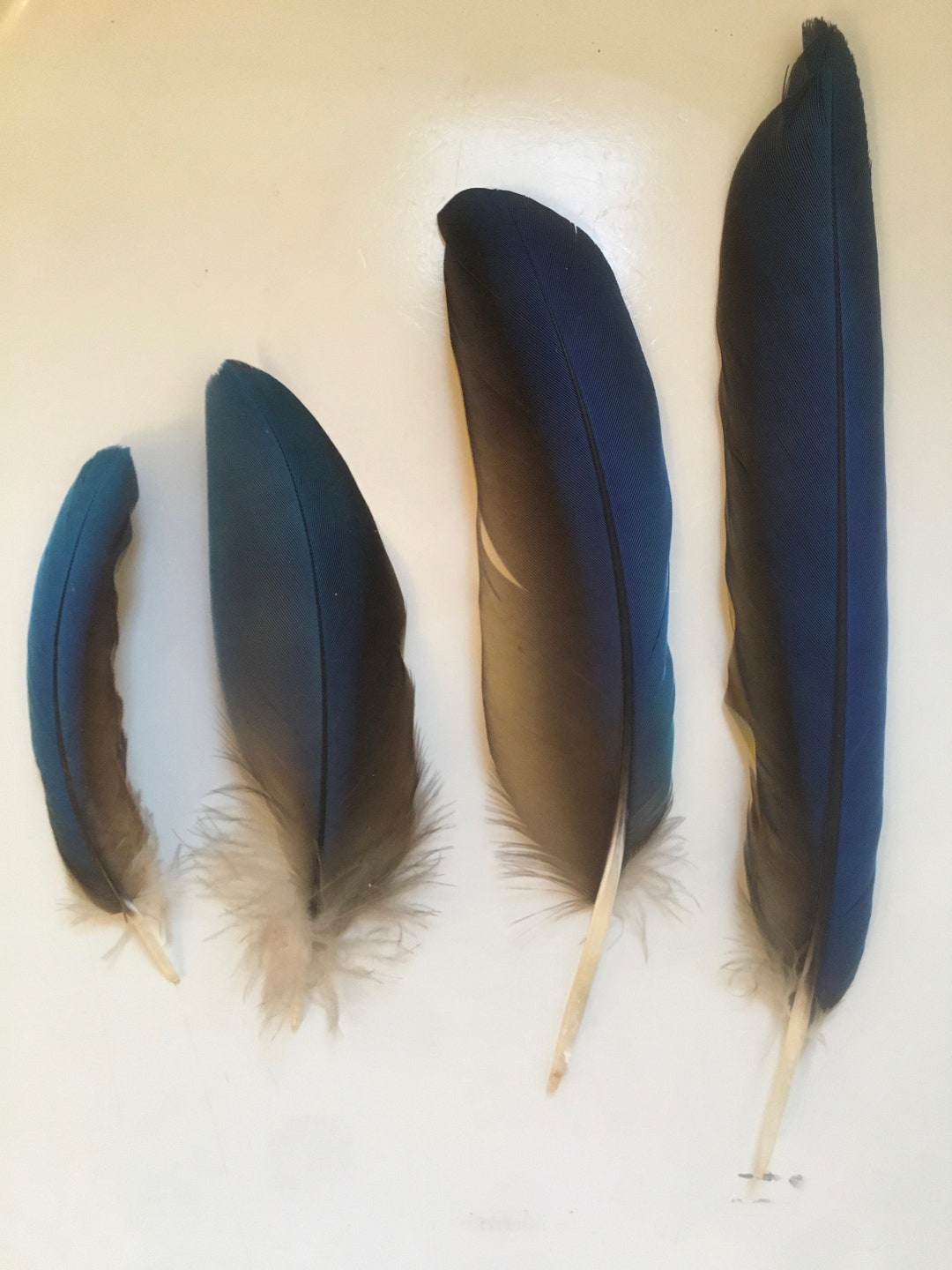 BLUE MACAW Feathers/jewelry Making/craft Feathers/kids Crafts/feather ...