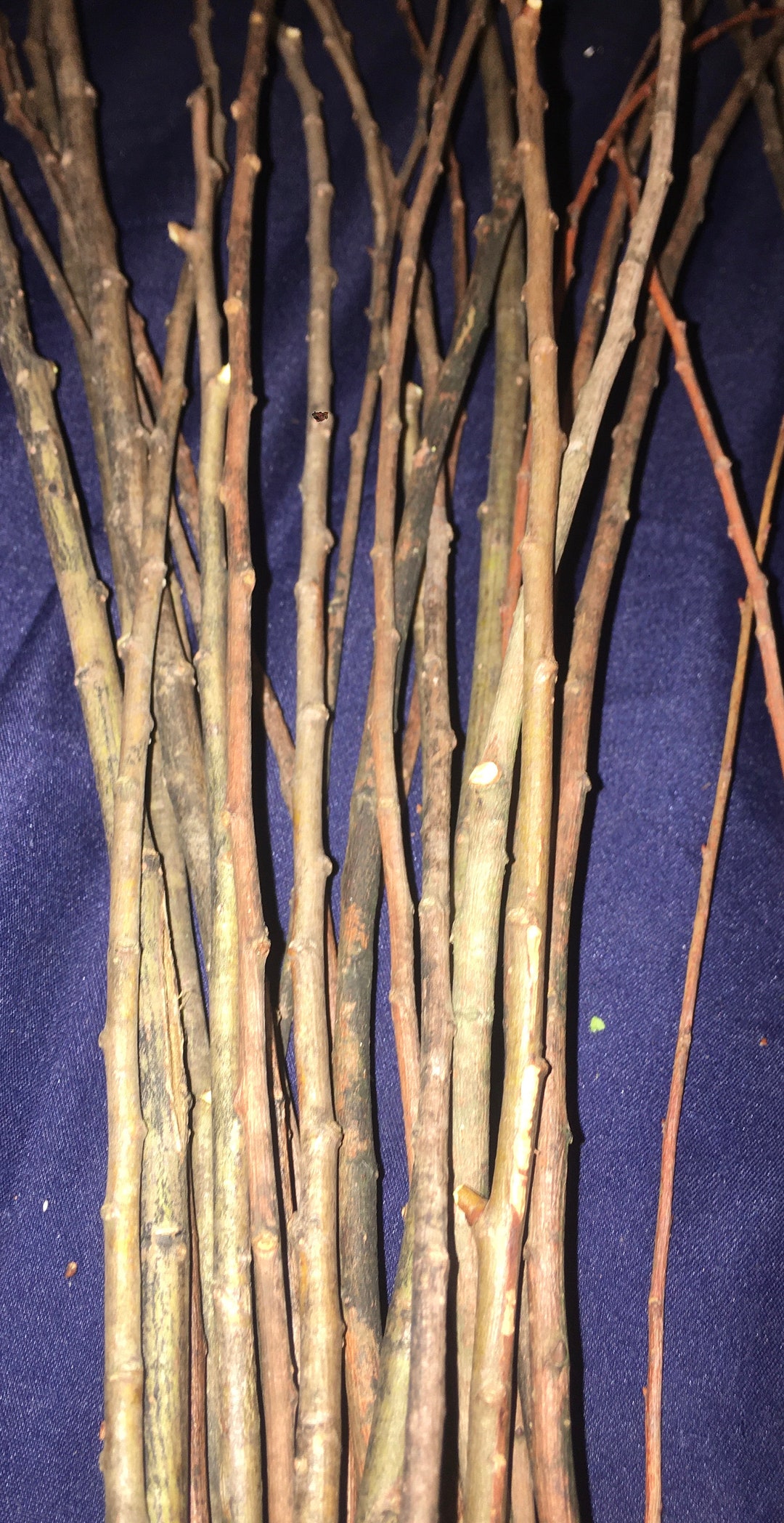 DRIED WILLOW Branches/sticks/dried Branches/dried Willow Twigs - Etsy