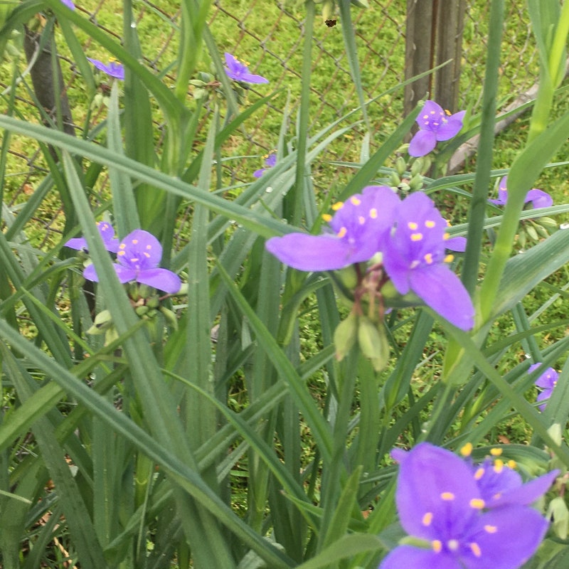 Spiderwort - Etsy