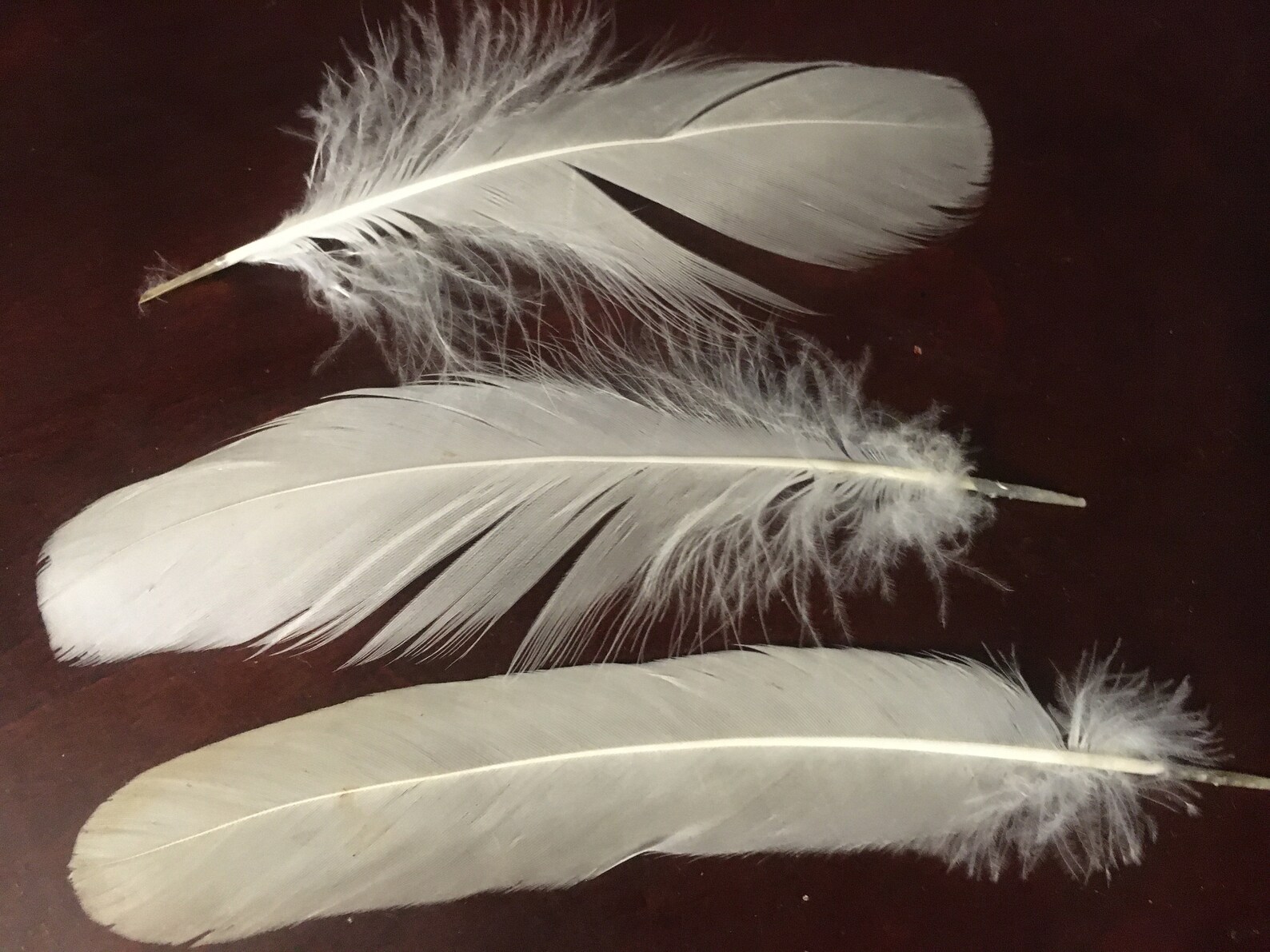 NATURAL White CHICKEN Feathers/jewelry Making/craft Feathers/kids ...