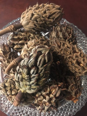 Magnolia Pods - Etsy
