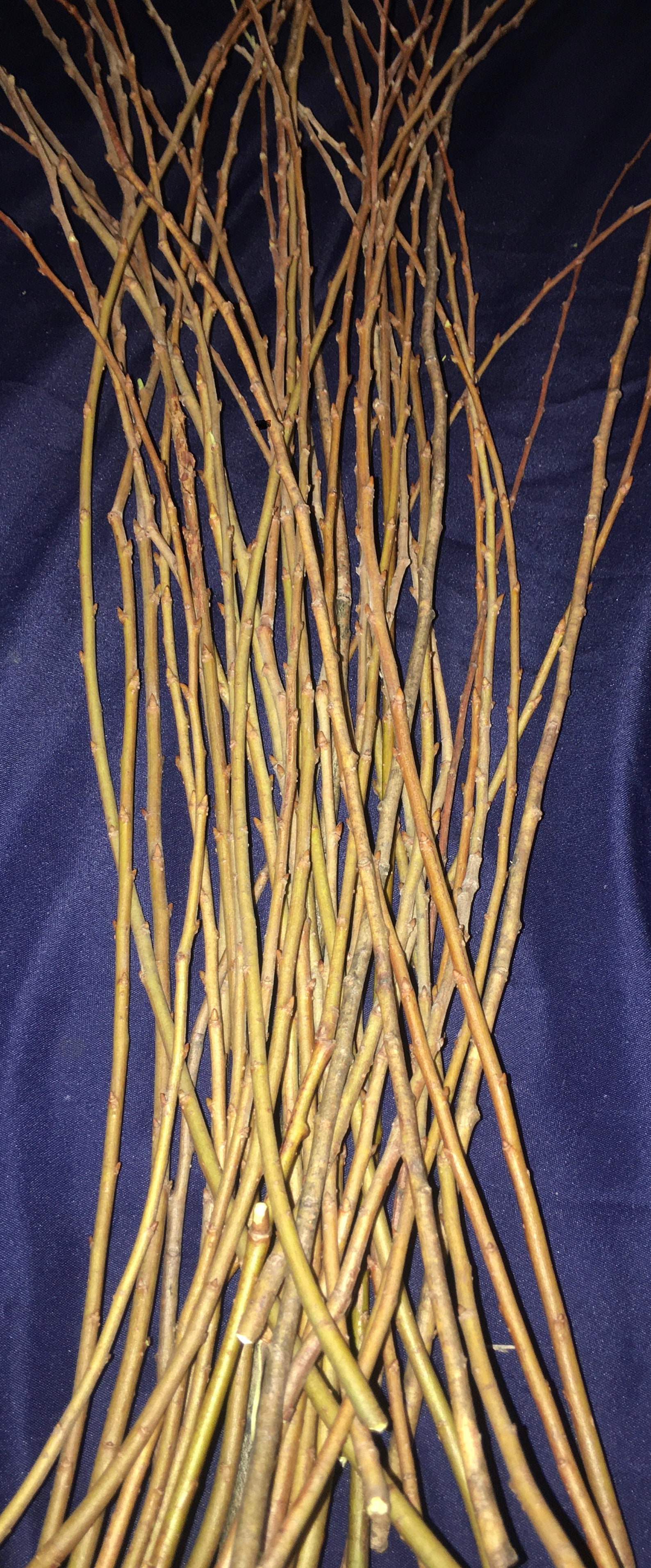 DRIED WILLOW Branches/sticks/dried Branches/dried Willow Twigs - Etsy