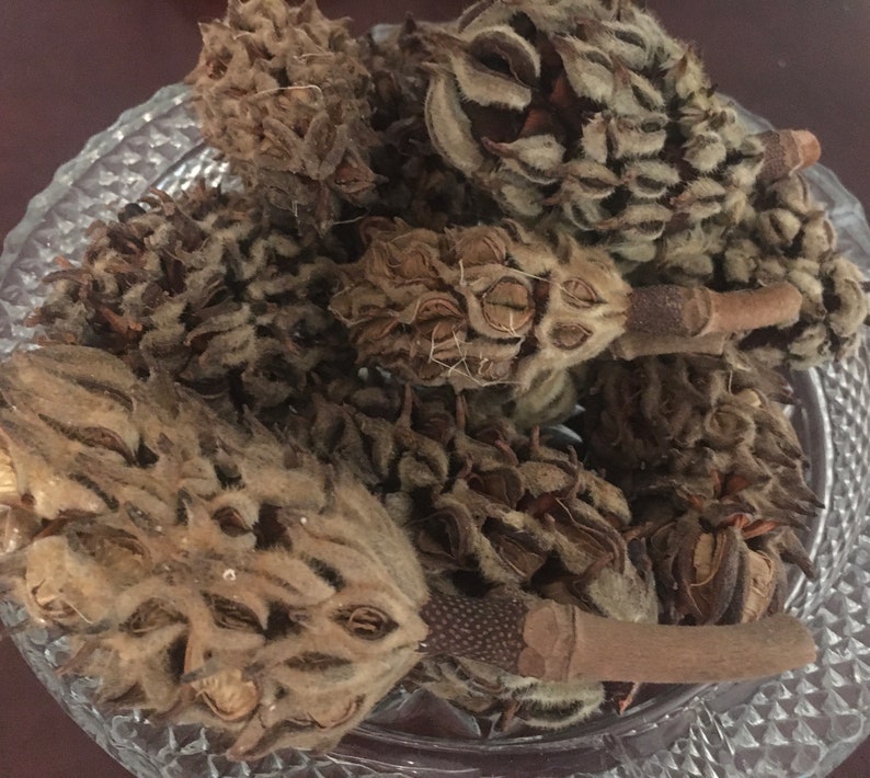 MAGNOLIA PODS - Etsy