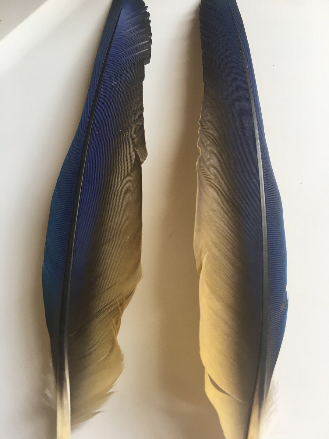 BLUE MACAW Feathers/jewelry Making/craft Feathers/kids Crafts/feather ...