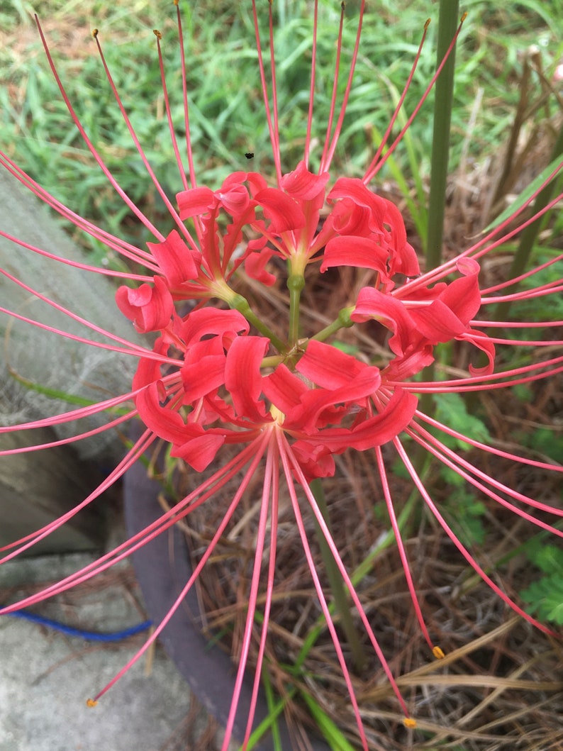 2 LARGE RED SPIDER Lily Bulbs - Etsy