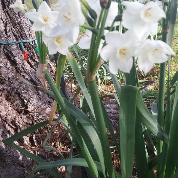 Paperwhite Bulbs - Etsy