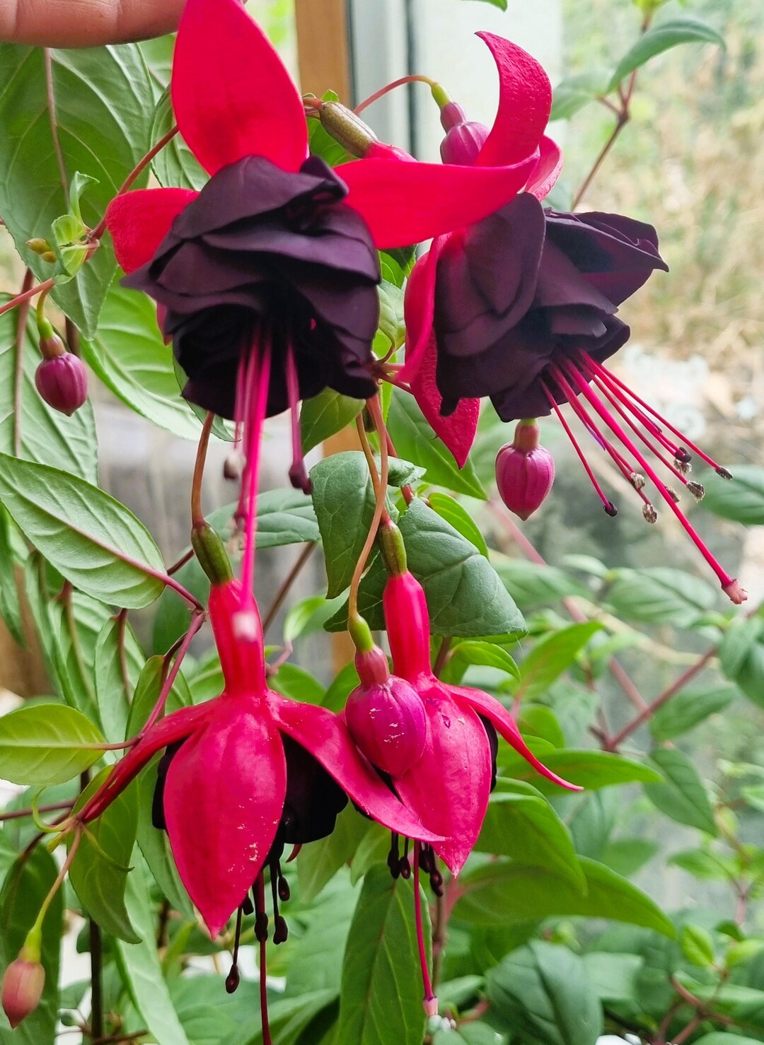 Fuchsia New Millennium. Flowers Are the Darkest Deep Purple, With Red ...
