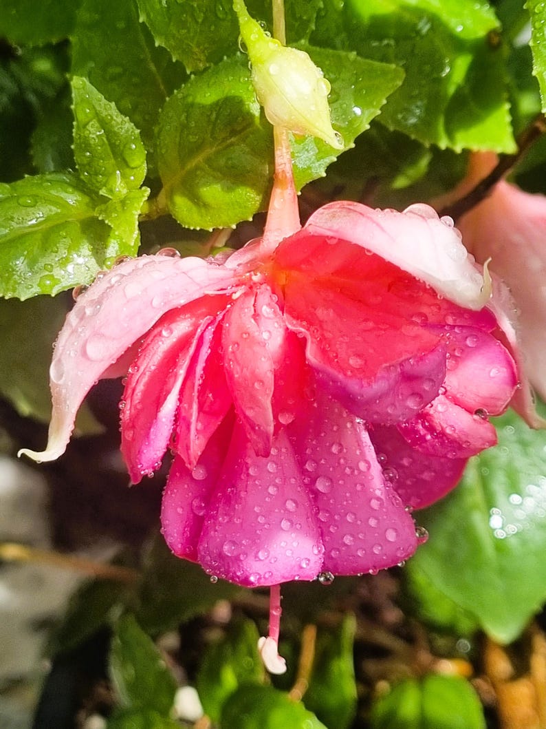 Fuchsia Peachy. Large Double Blooms, in Pink With Lavender Touches ...