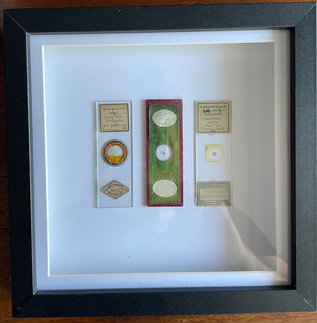 Antique and Mid Century Microscope Slide Display. - Etsy UK