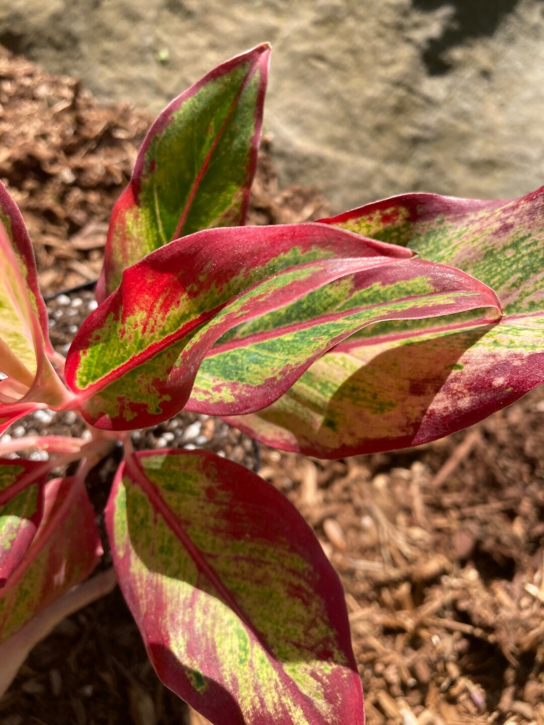 Aglaonema Siam Chinese Evergreen Red Siam Choose Your Own Live - Etsy