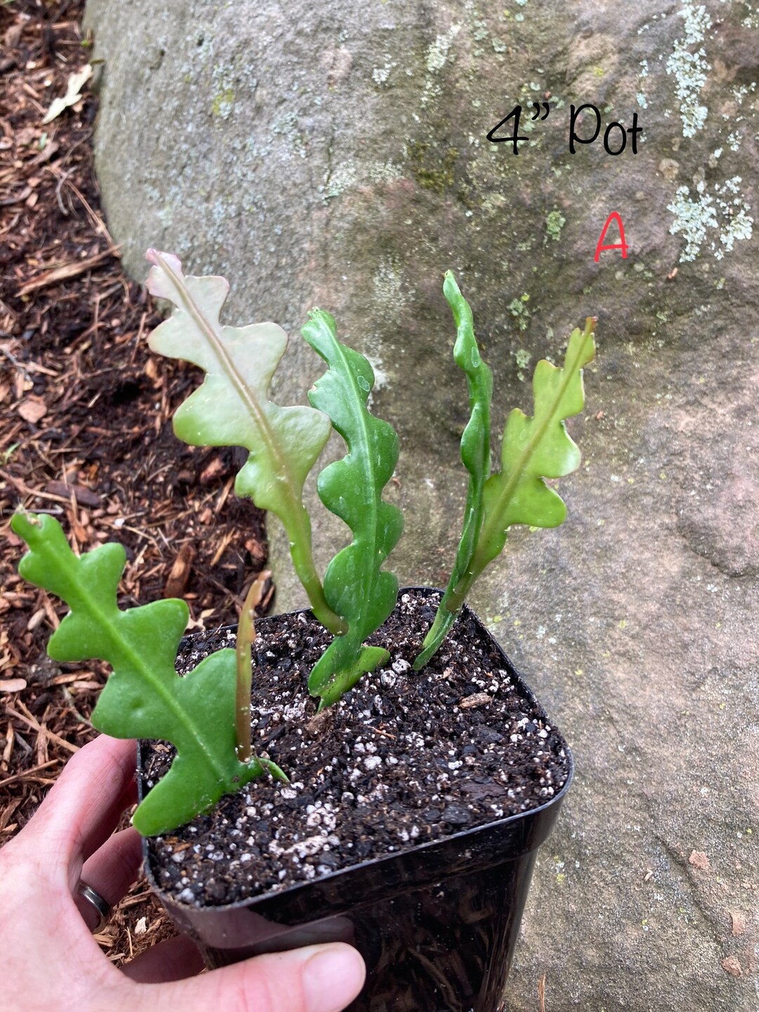 Unique Ric Rac Cactus Epiphyllum Anguliger Fishbone Cactus Live Plant ...